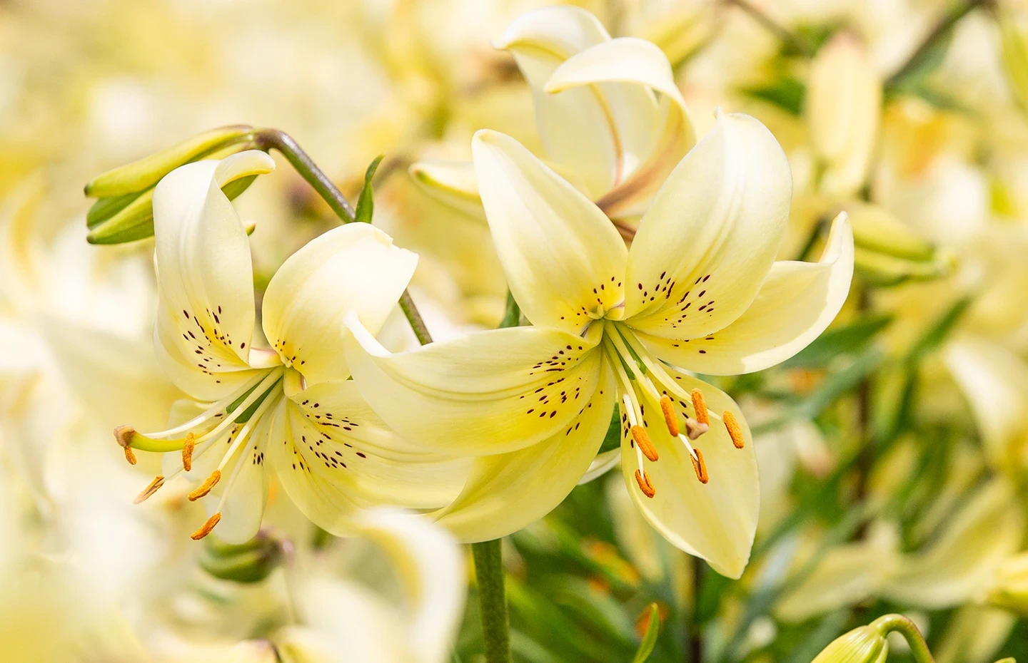 Lily of the Valley | Tesselaar
