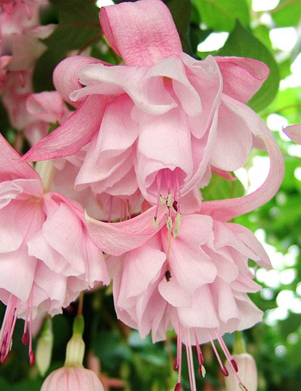 Fuchsia Archie Owen | Tesselaar