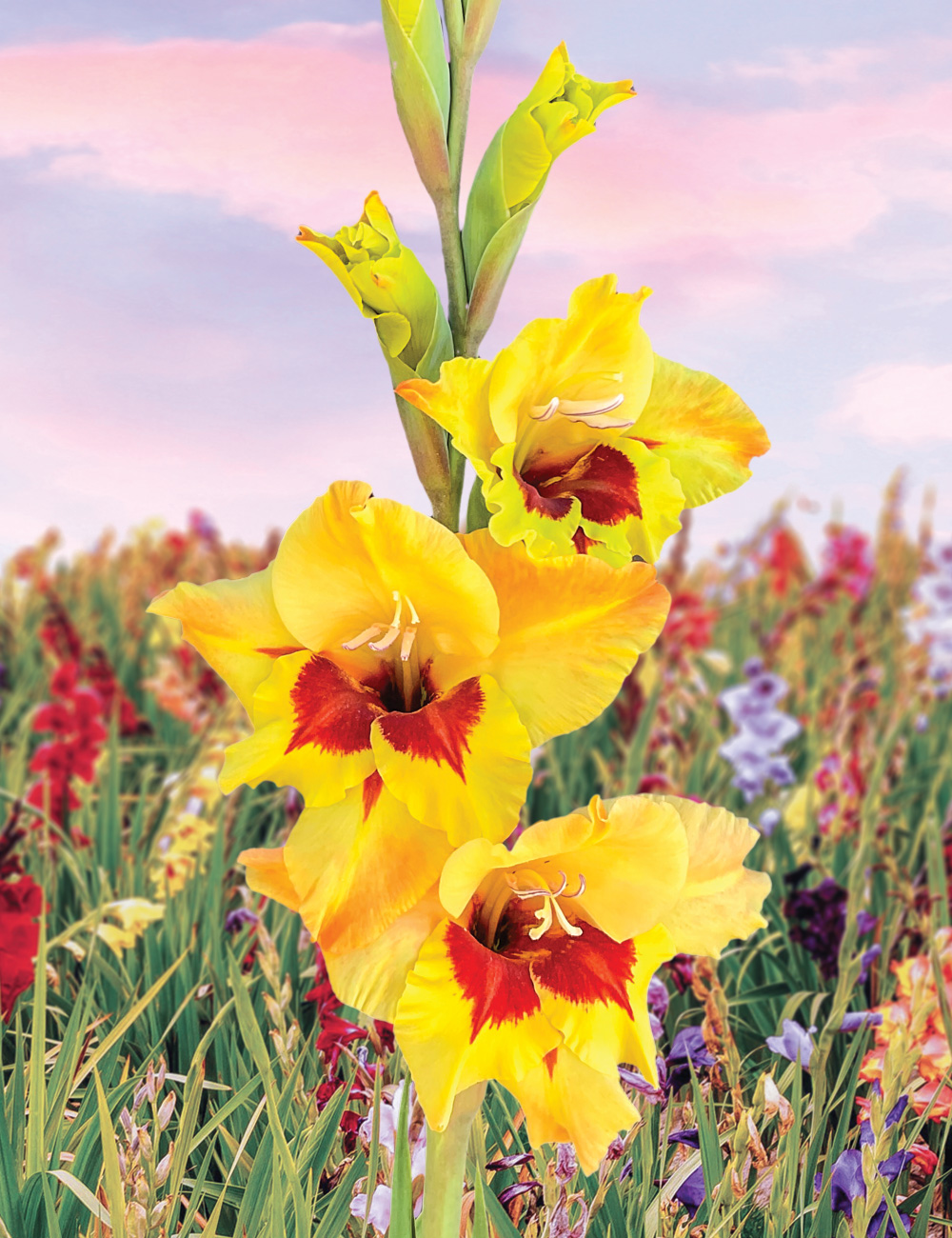Petite Glamour Gladioli 'Safari' | Tesselaar
