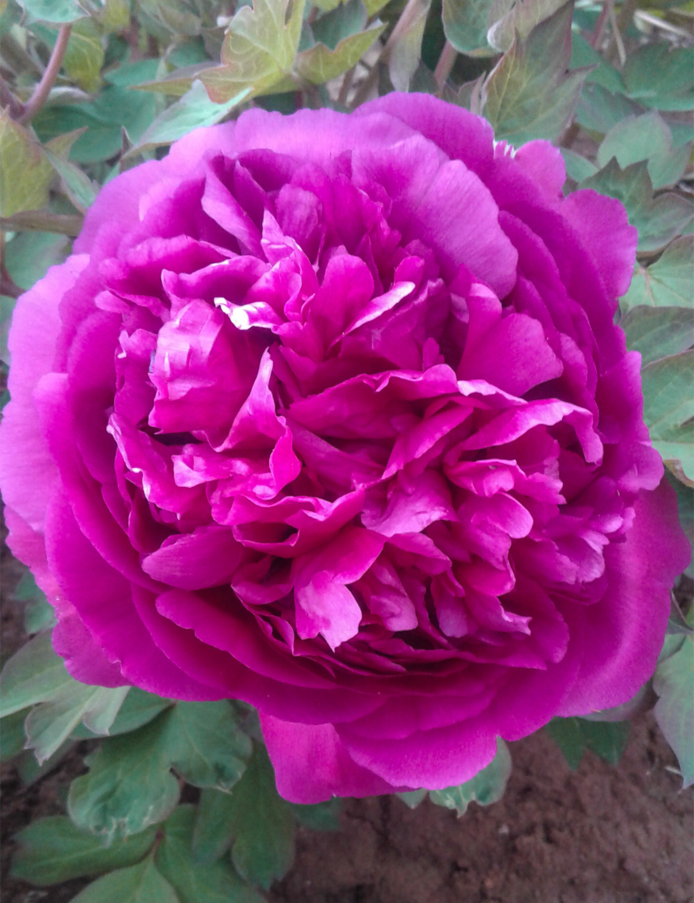 Tree Peony 'Purple Hat' | Tesselaar