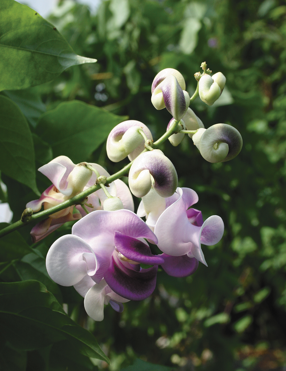 Snail Vine Green | Tesselaar